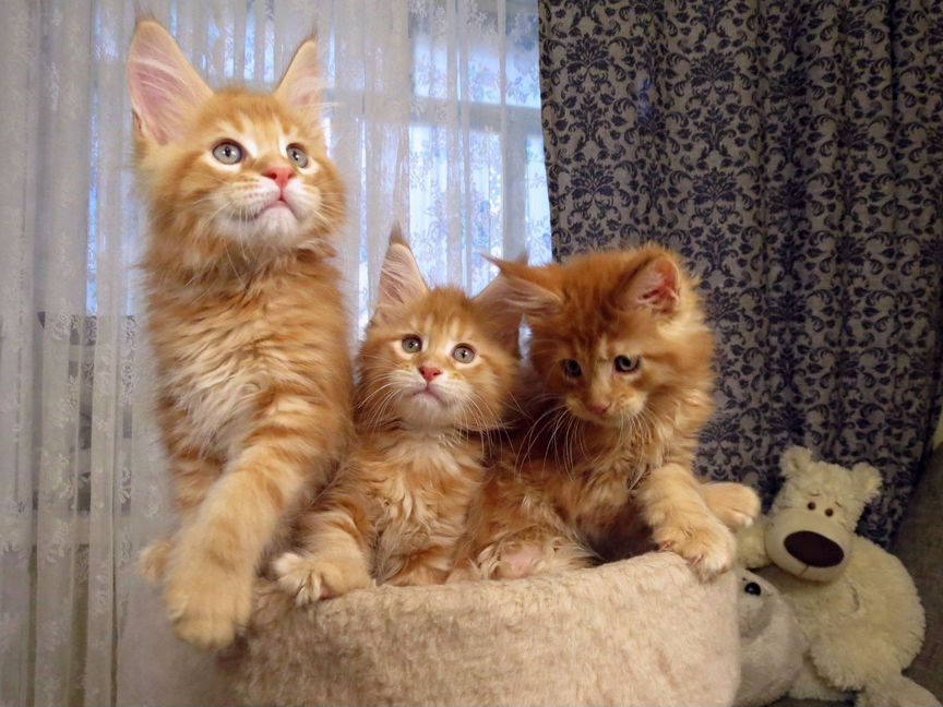 Шикарные котята от красотки мамы породы мейн кун