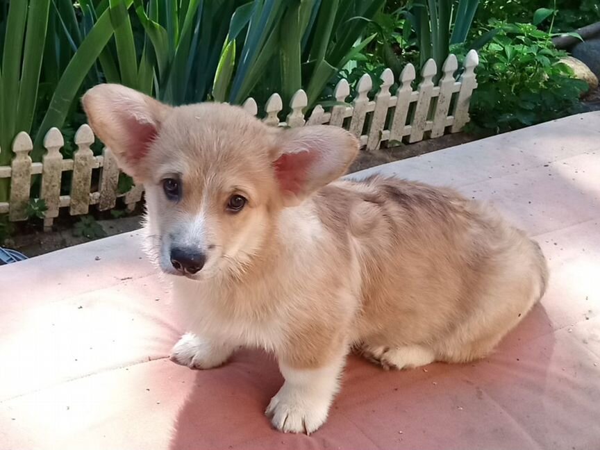 Щенки корги пемброк