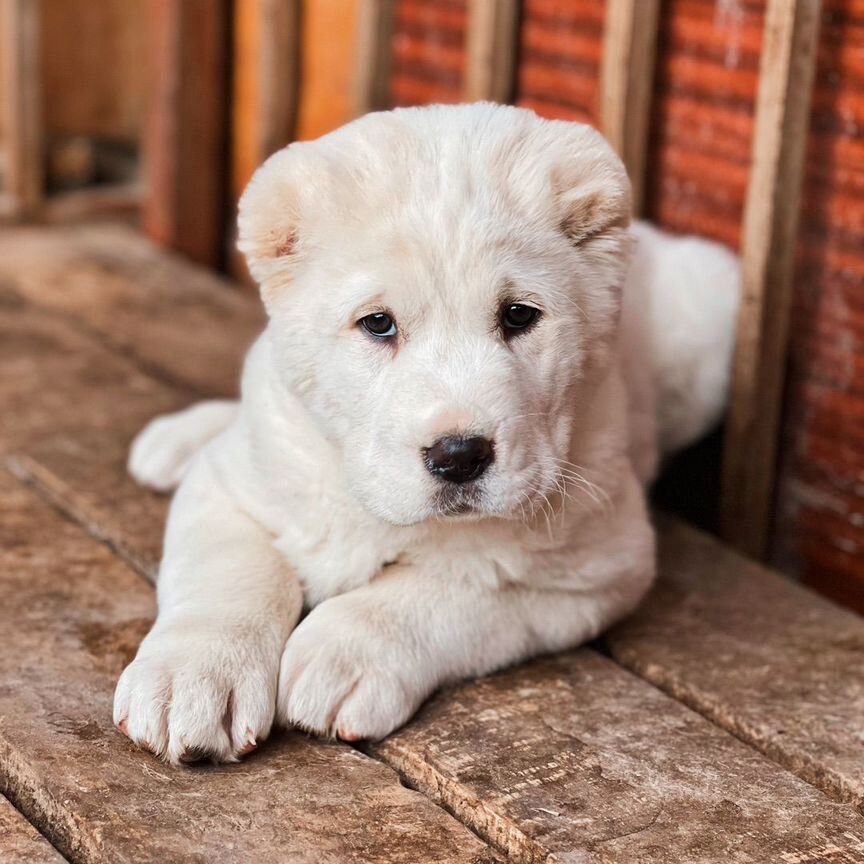 Белоснежная девочка в тяжелом типе