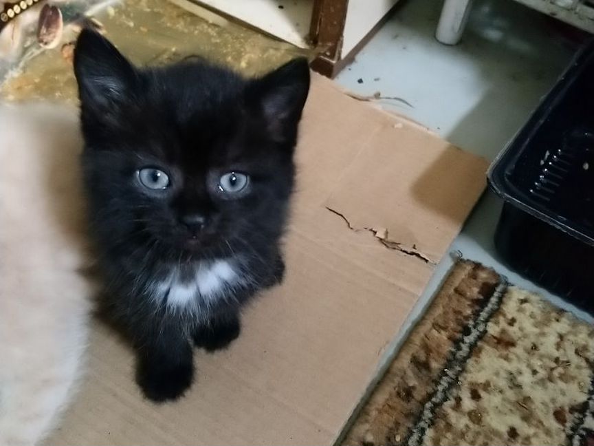 Котята в добрые руки