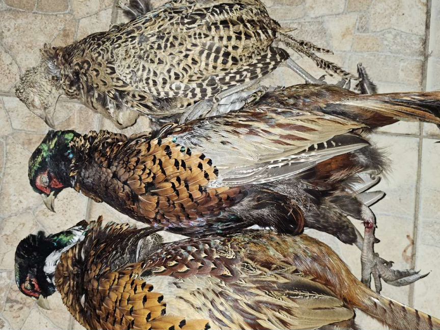 Тушки фазана и фазанихи. Курапаток, голубей