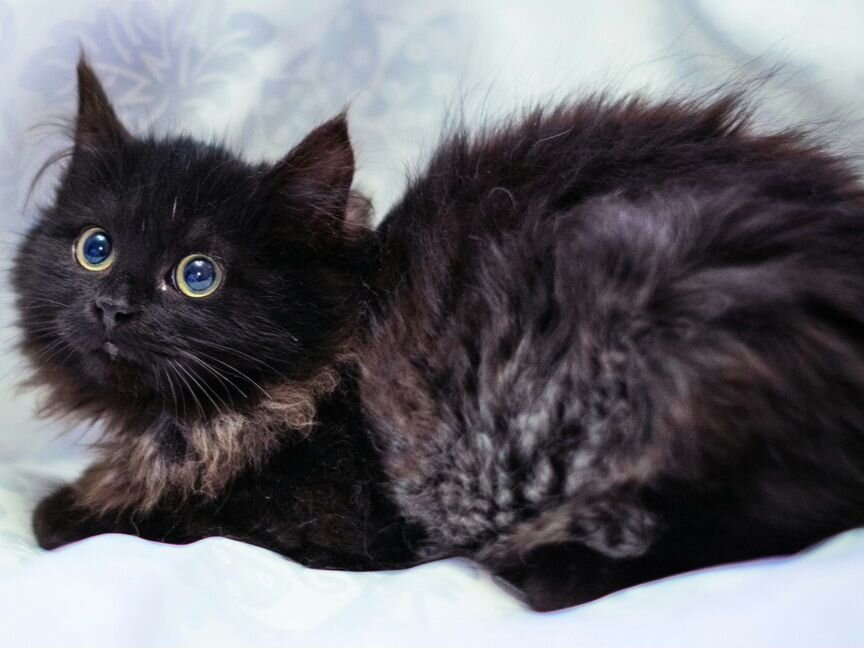 Маленькая Ассоль ждёт своего человека, котенок