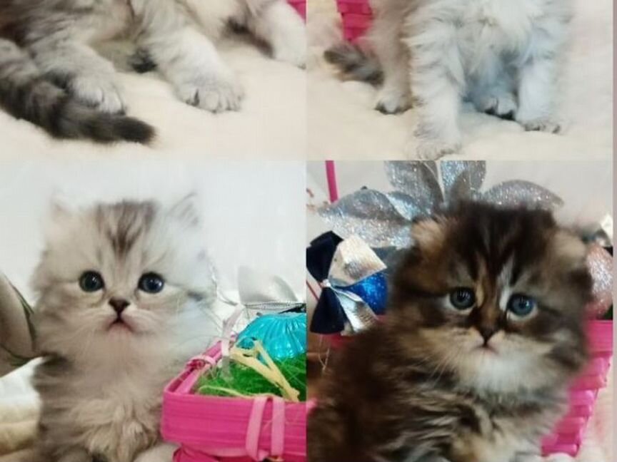 Шотландские котята