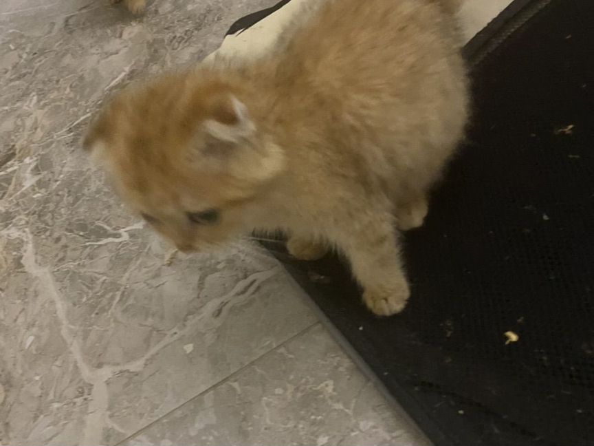 Шотландская кошечка