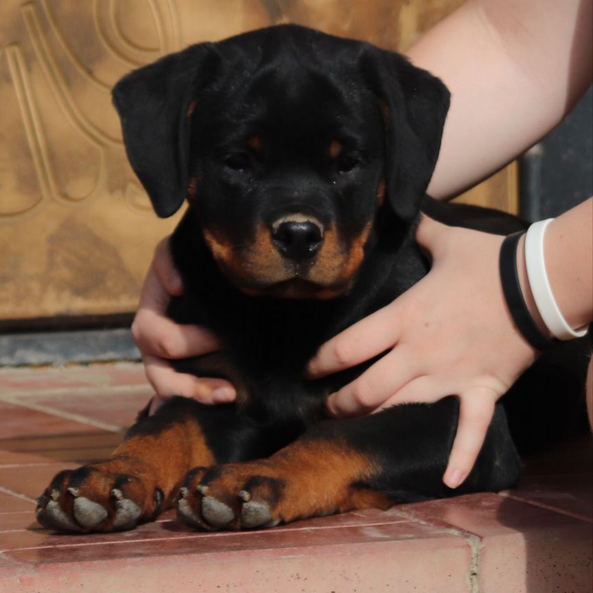 Красотуля девочка ротвейлера