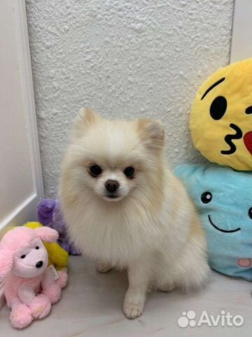 Померанский шпиц вязка