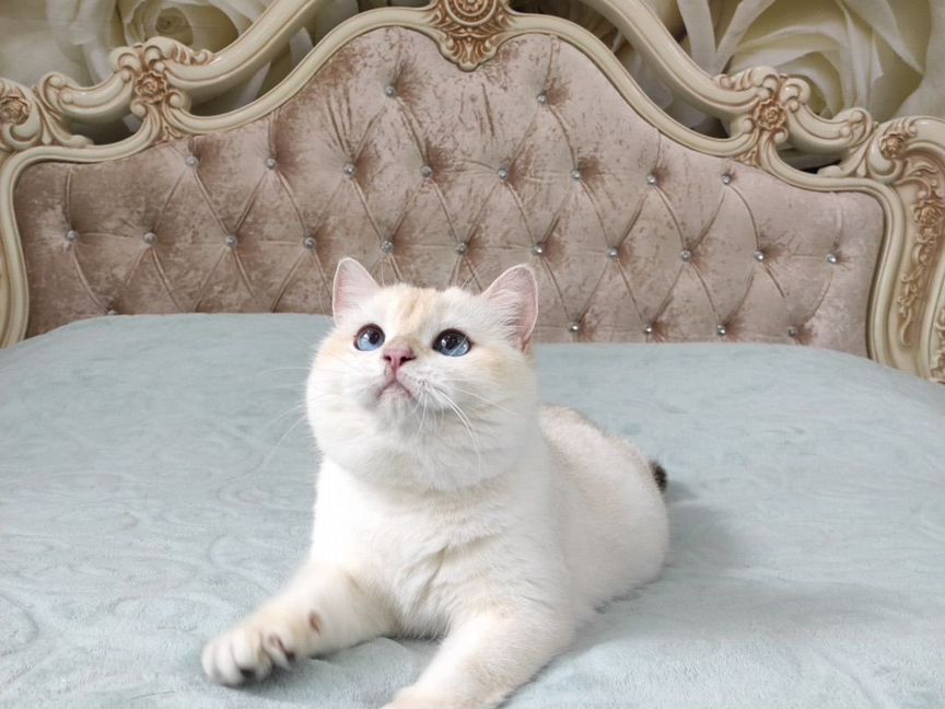 Британская шиншилла