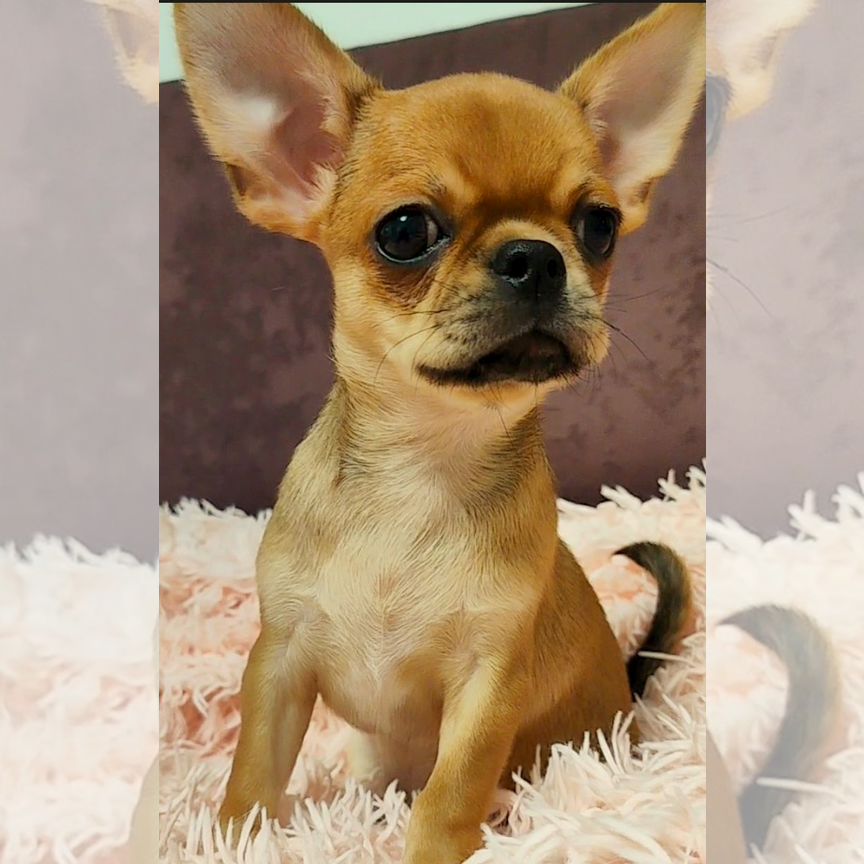 Маленькие рыжие щенки чихуахуа