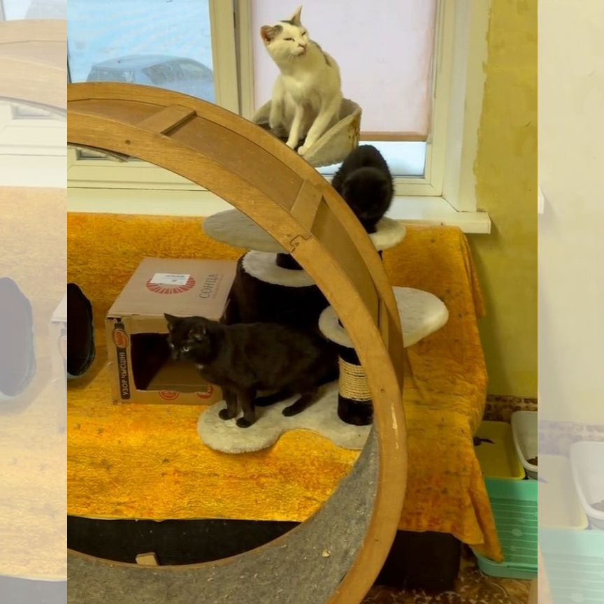 Взрослая, кошка в добрые руки