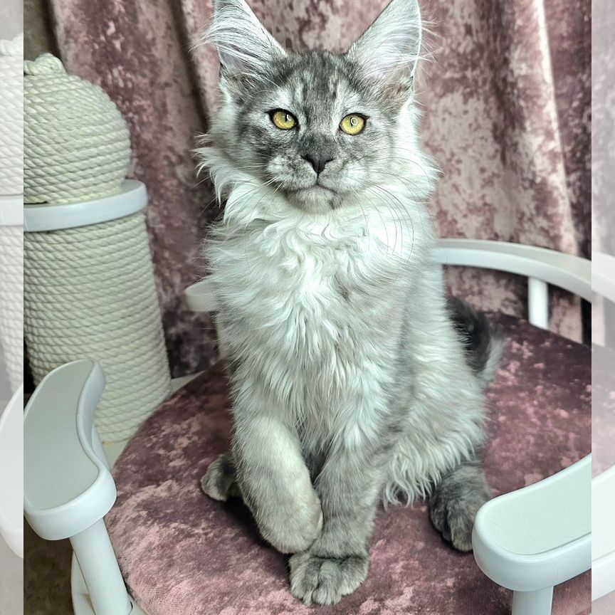 Мейн-кун котёнок