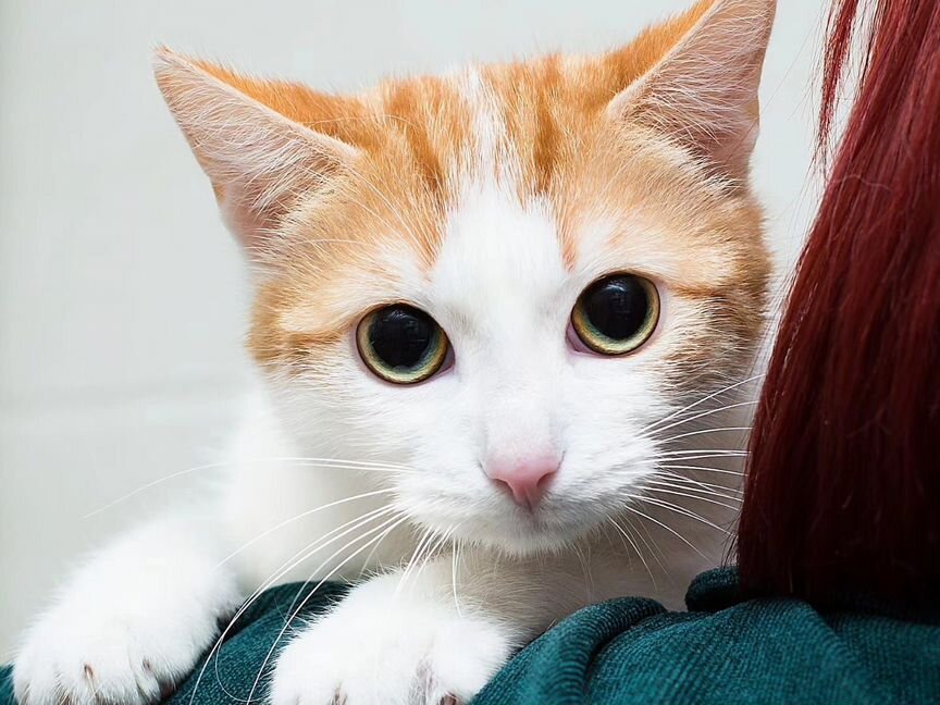 Котенок девочка ищет дом