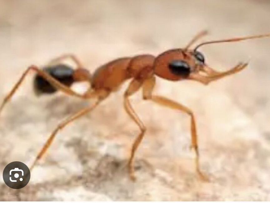 Hapegnathos saltator