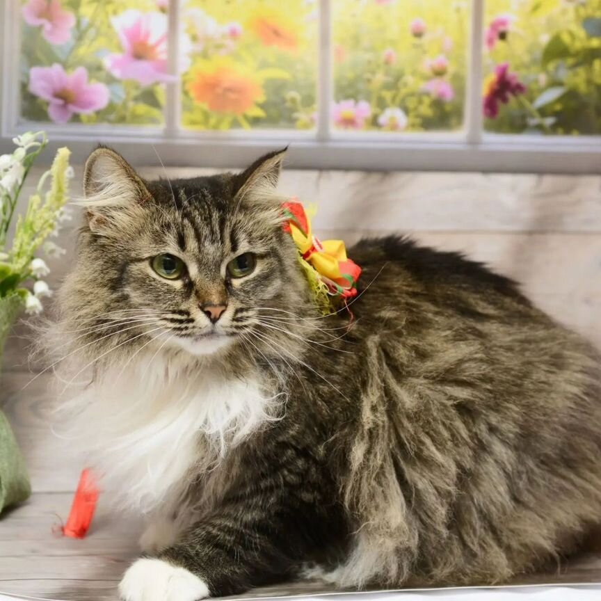 Сибирская, взрослая кошка