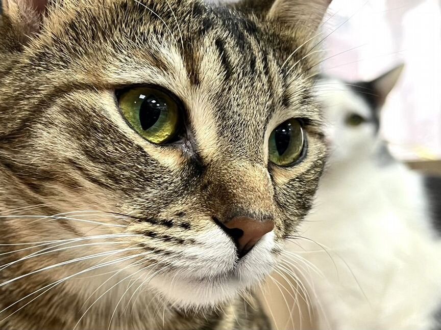 Кошка