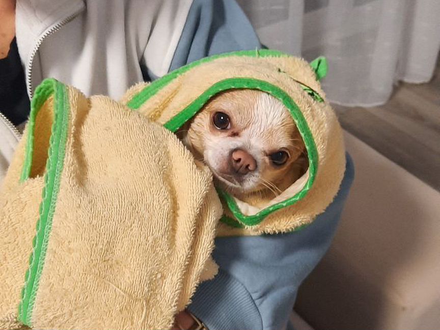 Вязка кобель чихуахуа