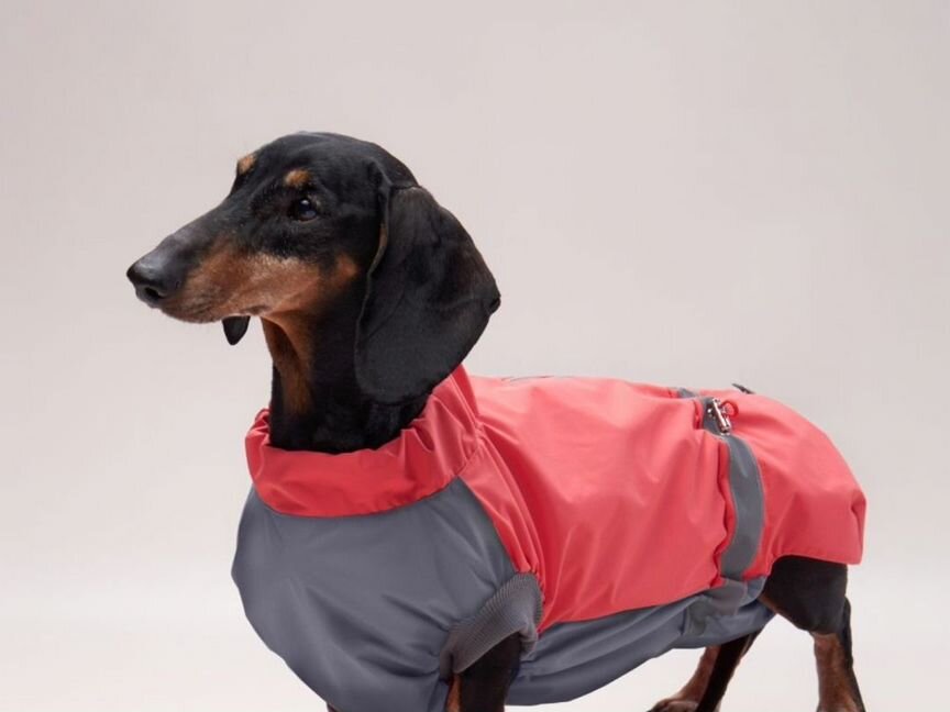 Комбинезон risto на таксу девочку