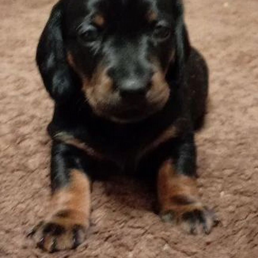 Такса, щенок