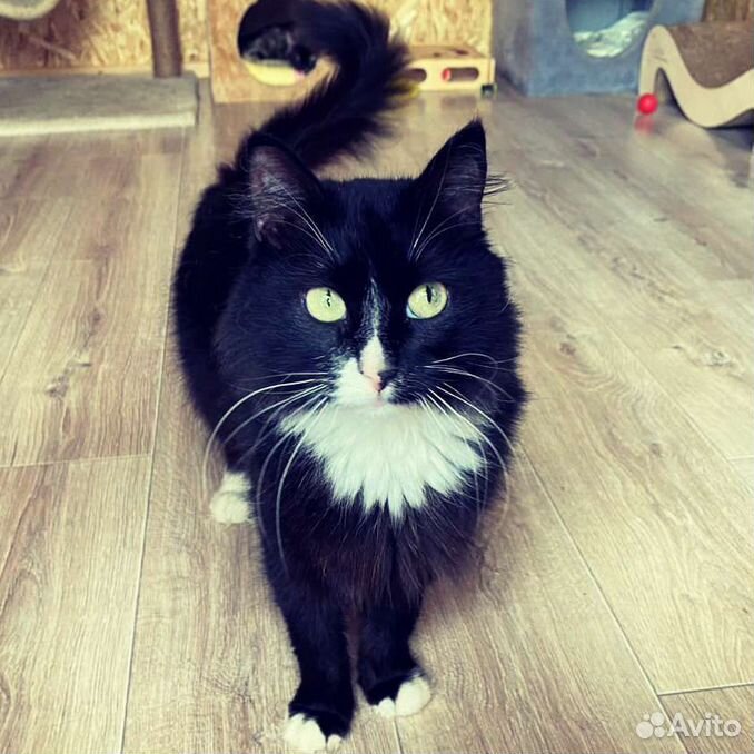 Милая кошка Асти ищет дом