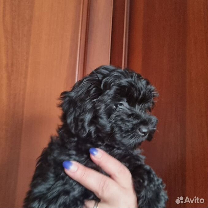 Пудель +йорк