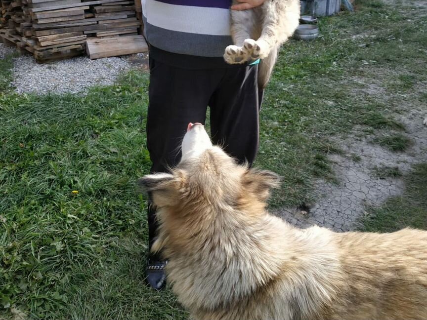 Аляскинский маламут щенки помесь