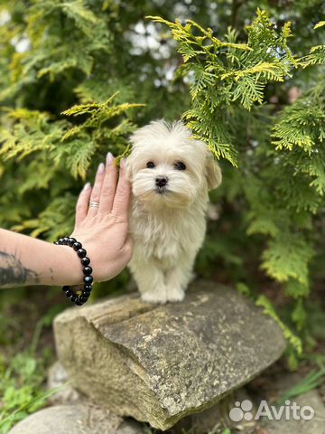 Мальтипу f1 супер микро Пломбир