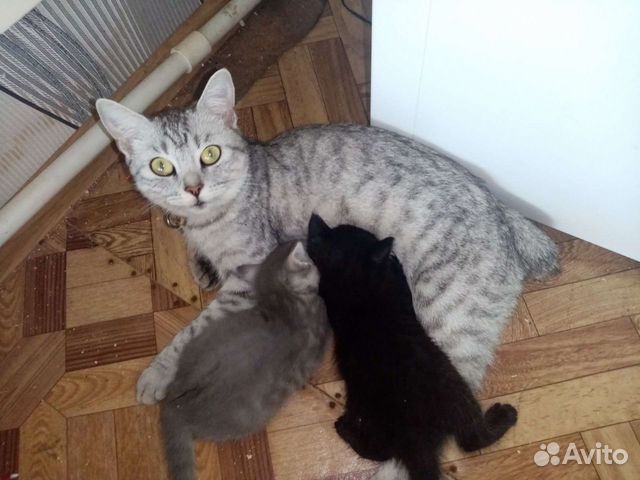 Шотландские котята