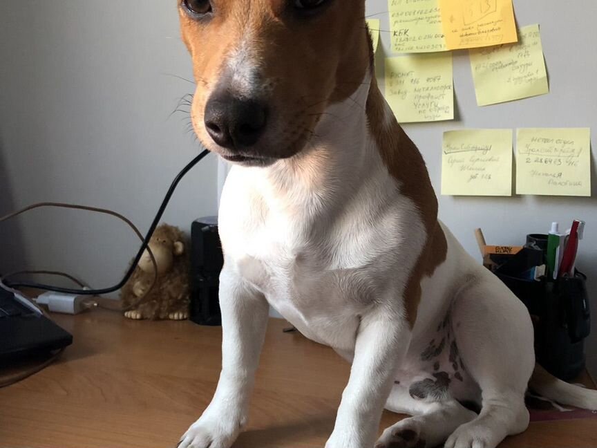 Вязка джек Рассел терьер