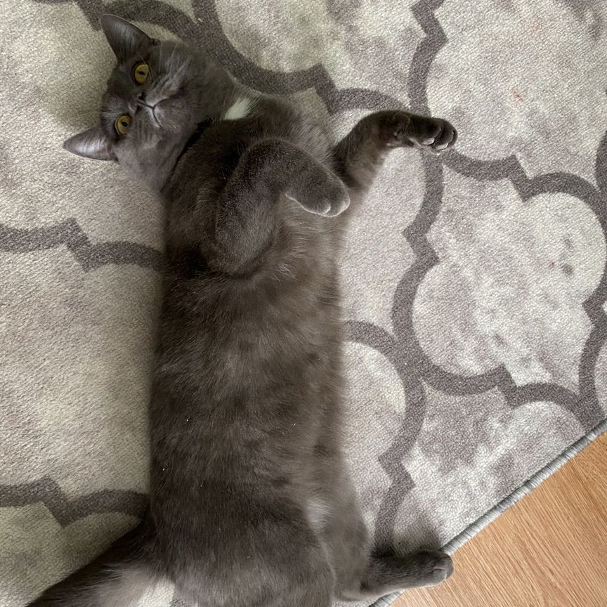 Котята в добрые руки приучены к лотку