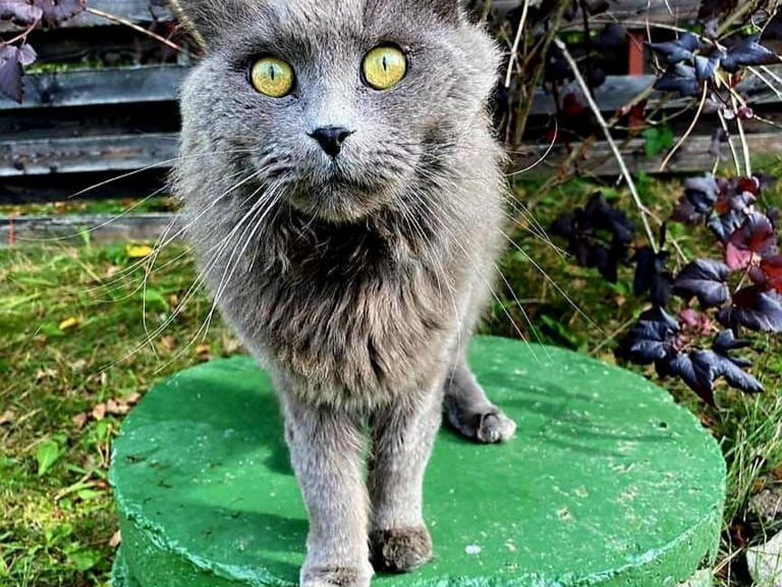 Русская голубая