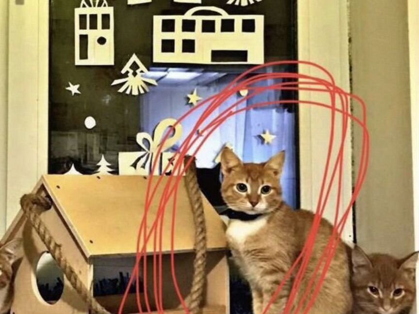 Кошки в добрые руки бесплатно