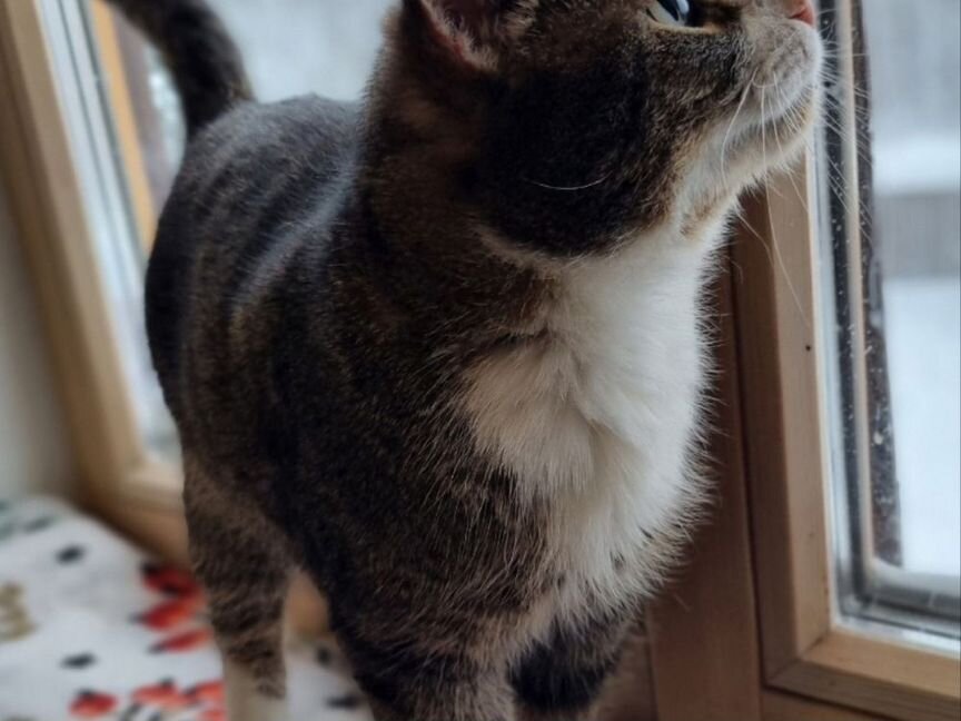 Кот Борис