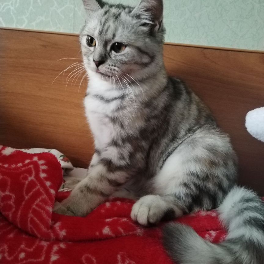 Шотландские