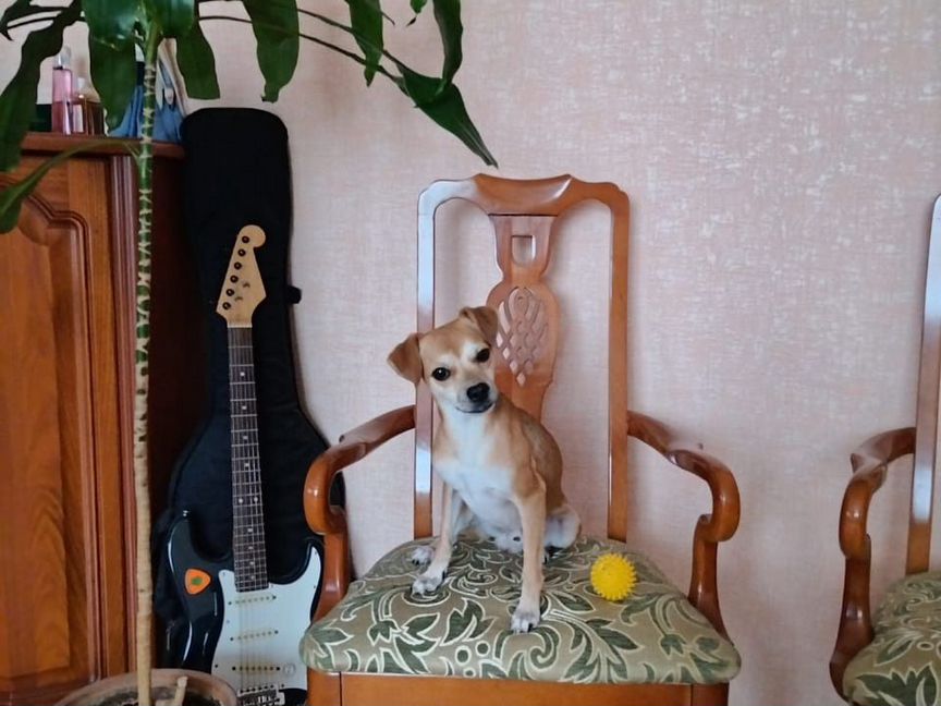 Случка собак, вязка