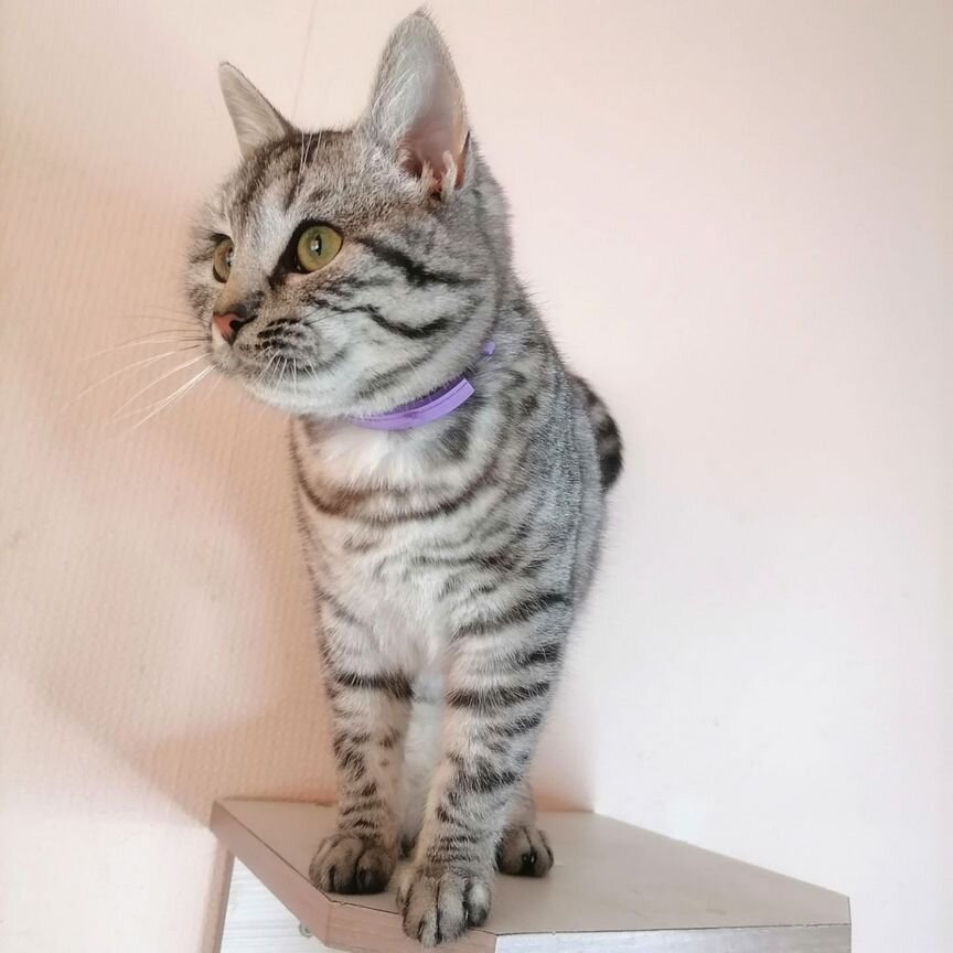 Кошечка в добрые руки