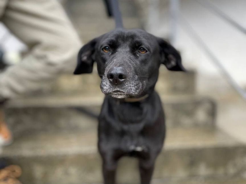 Маленькая собака в добрые руки бесплатно