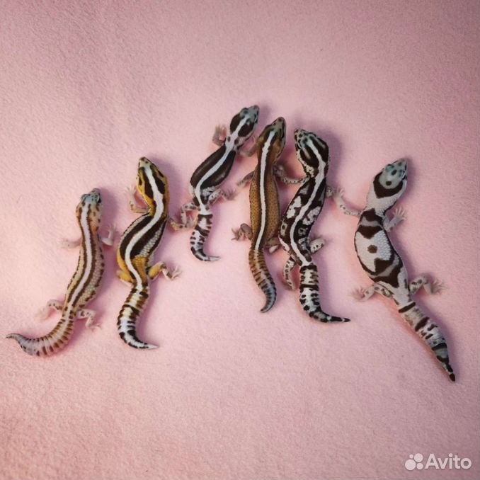 Гемитеконикс толстохвостый геккон редкие морфы