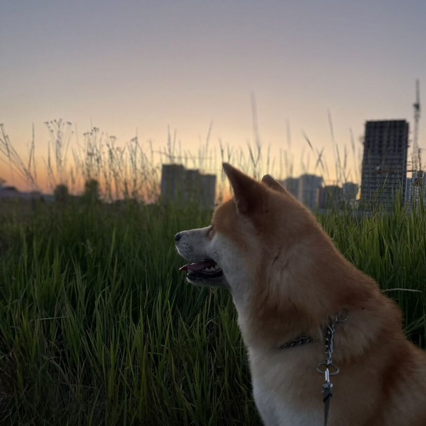 Акита ину кобель