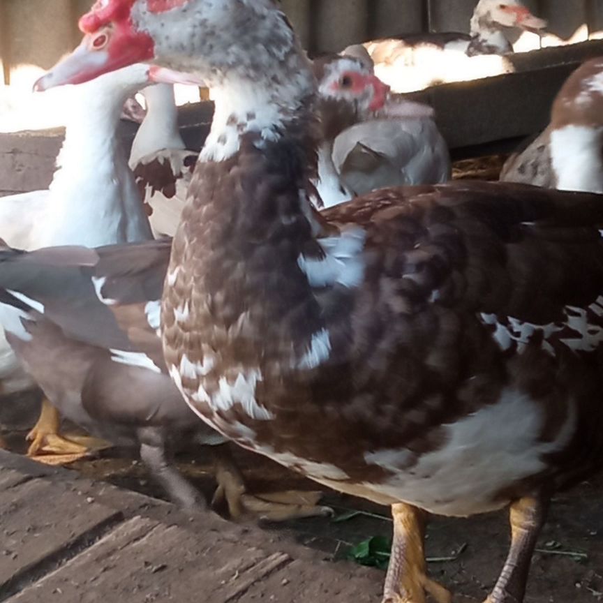 Мускусные утки