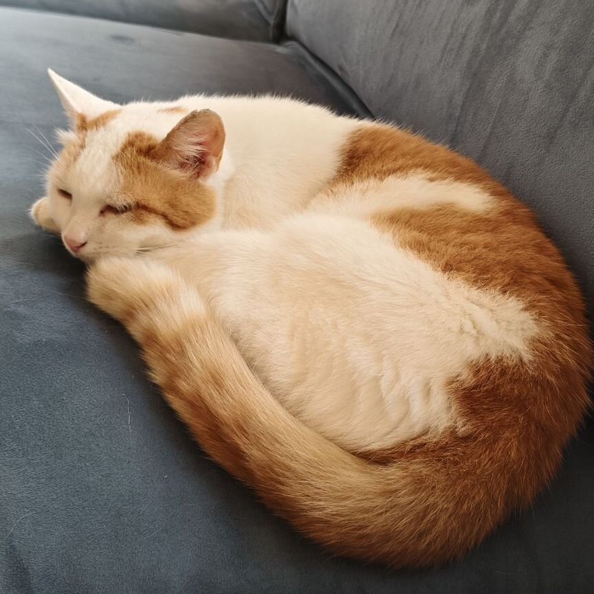 Бело-рыжий ласковый котик