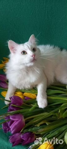 Ищем дом котику Тимоше возраст 2 года