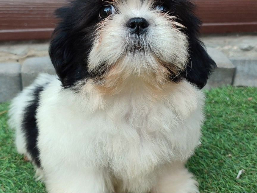 Ши-тцу с фото девченочка