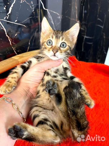 Бенгальская кошечка с док-ми