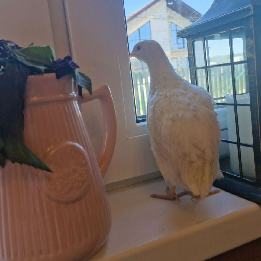 Перепелки несушки