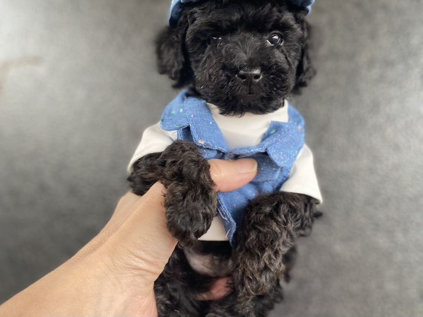 Уголек мальчик той пудель 1,5 мес