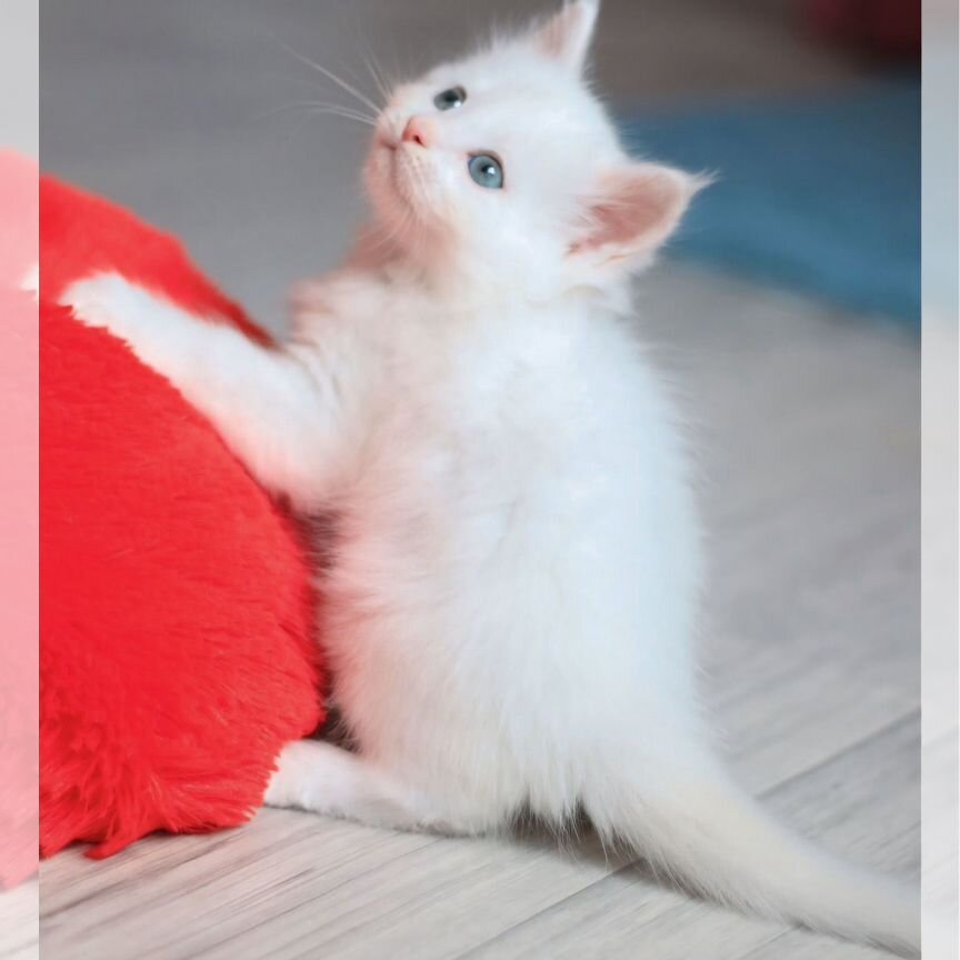 Мейн-кун котёнок
