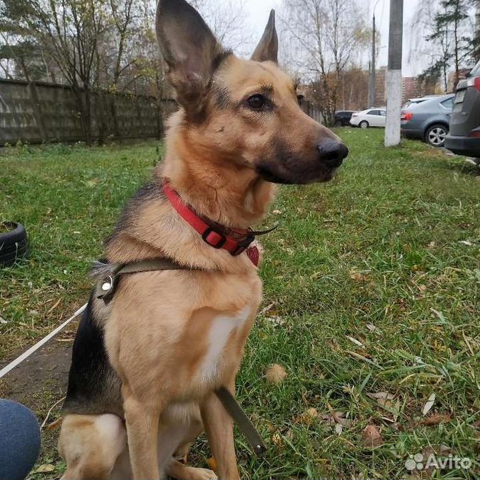 Собака Рона в дар