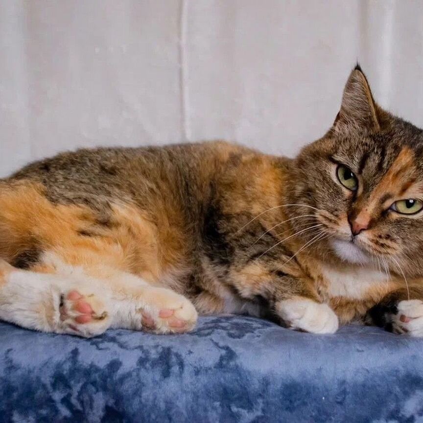 Ласковая кошечка Злата