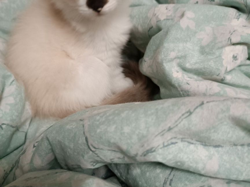 Котенок рэгдолл