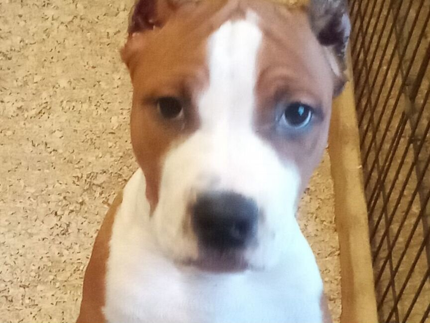 Американский стаффордширский терьер щенки