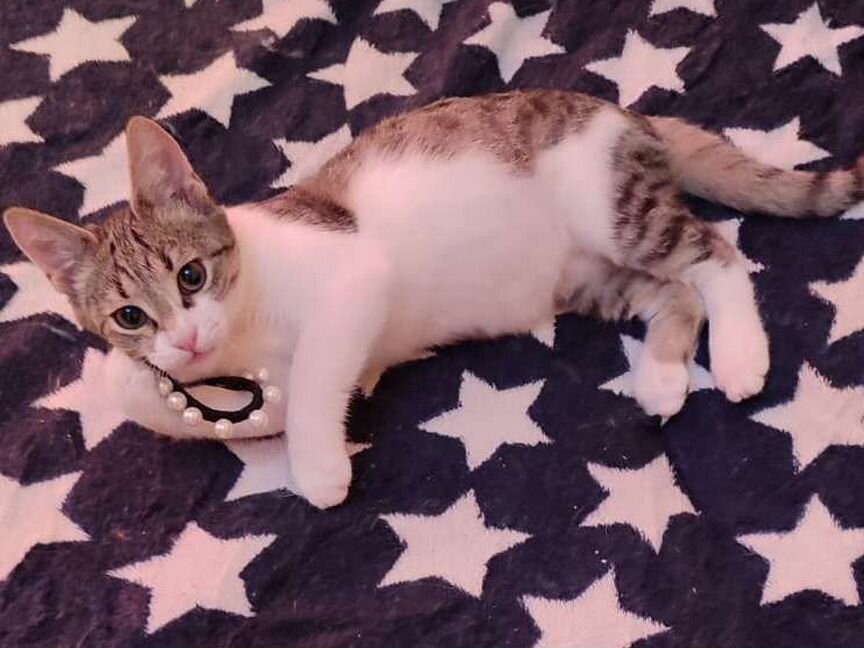 Кошечка в добрые руки